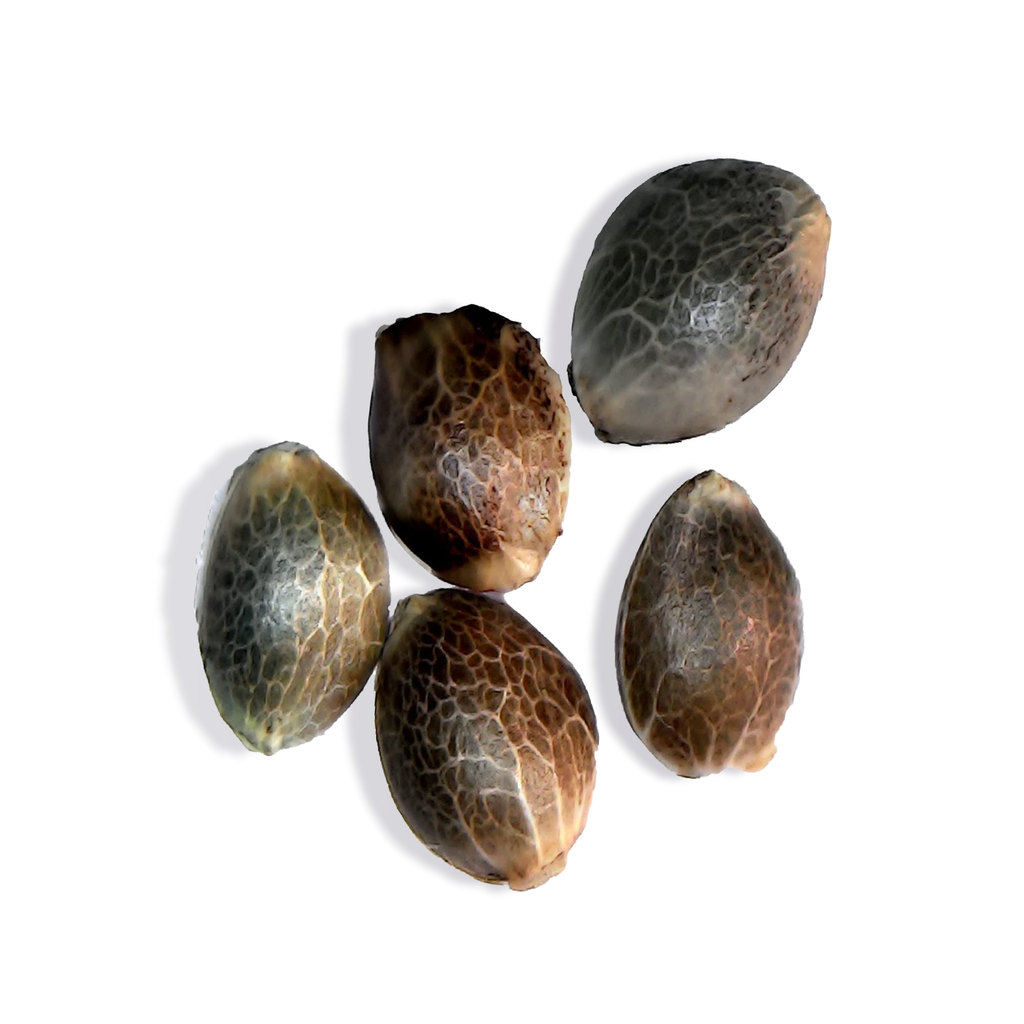 V. Kush 1:1 Seeds | 5-Pack | Highlife Cannabis Co - Bluewater | Leafythings